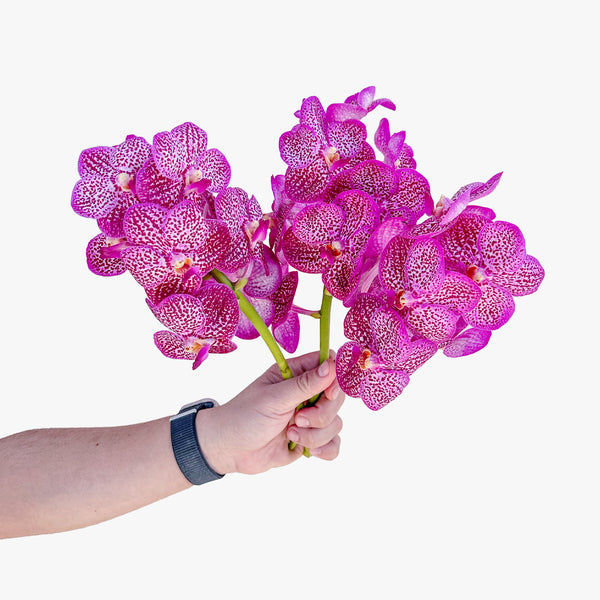 Warinthra Pink Vanda - 3 Stems of Elegant Orchids | Flower Market – Al ...