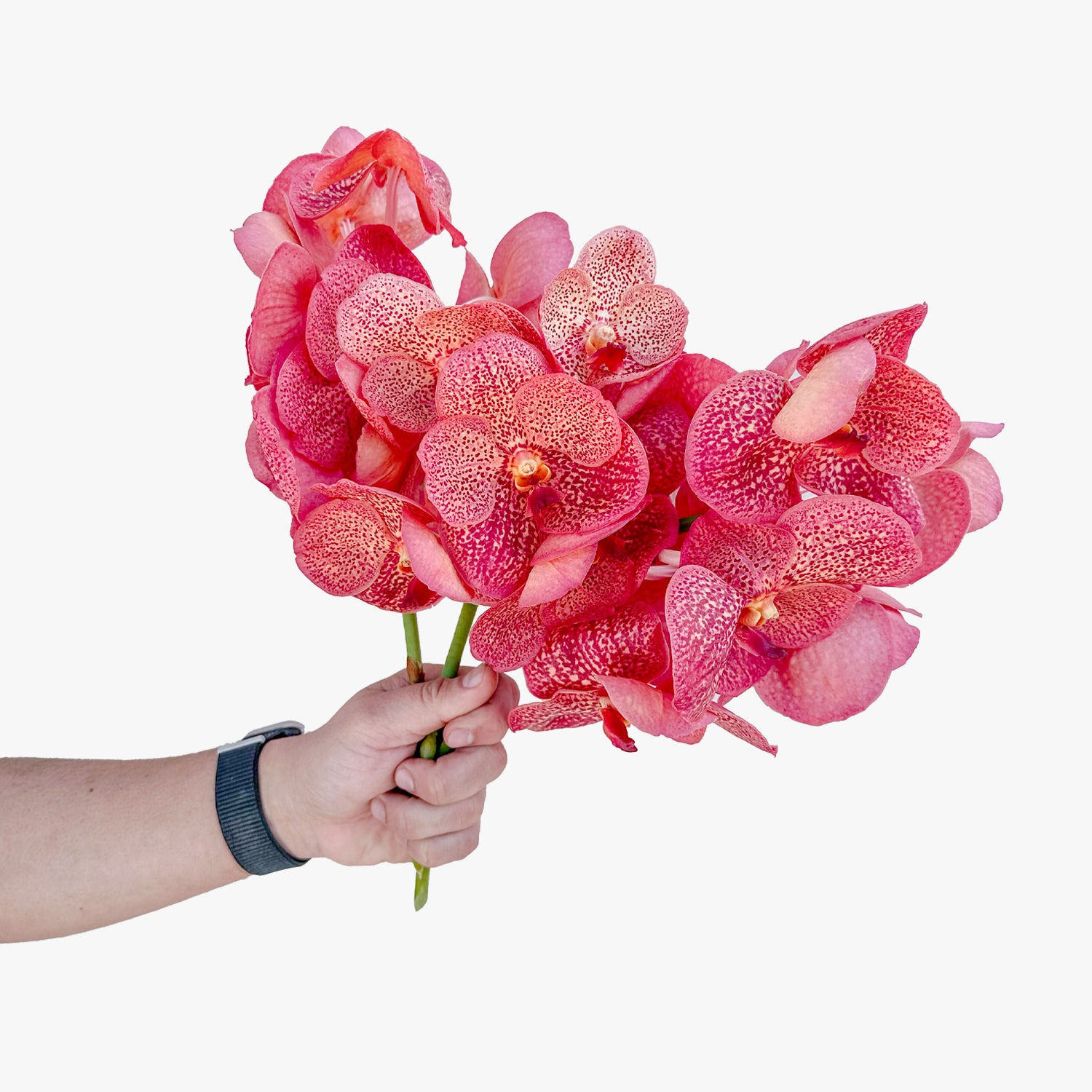 Salmon Vanda - 3 Stems of Elegant Orchids | Flower Market– Al Jowder ...