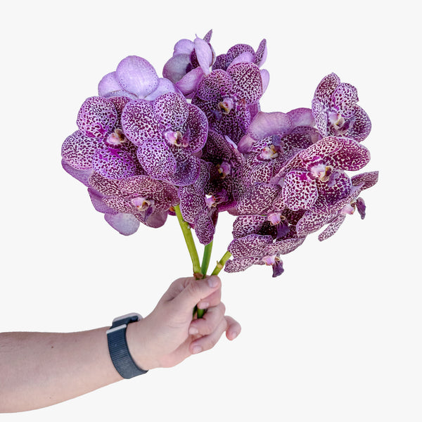 Purple Tiger Vanda - 3 Stems of Bold Orchids | Flower Market – Al ...