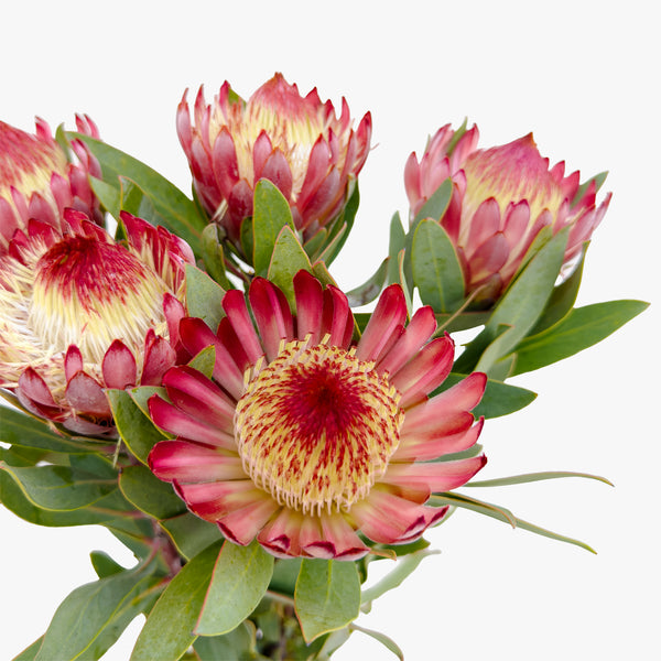 Protea Robijn - Bold Blooms | Flower Market – Al Jowder Flowers