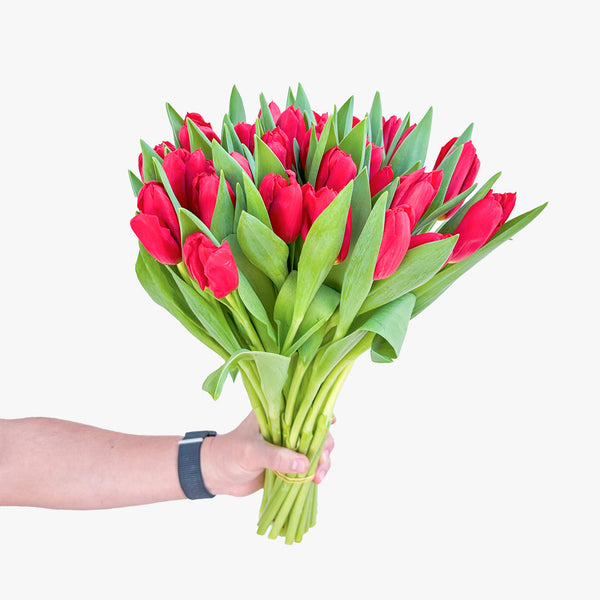Tulip Dynamo – Bold and Striking – Al Jowder Flowers