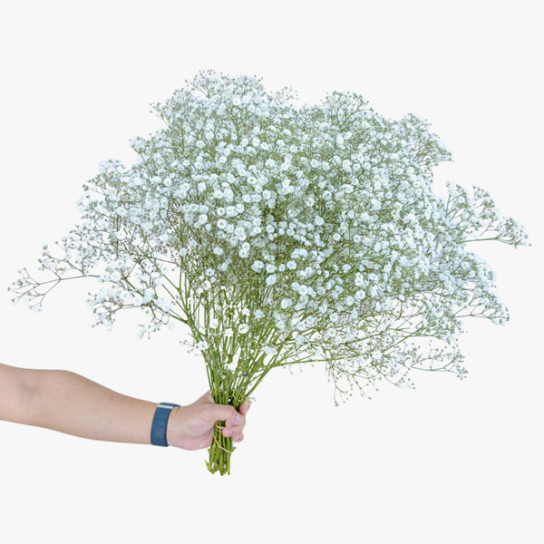 Buy Gypsophila Xcellence | Flower Market – Al Jowder Flowers